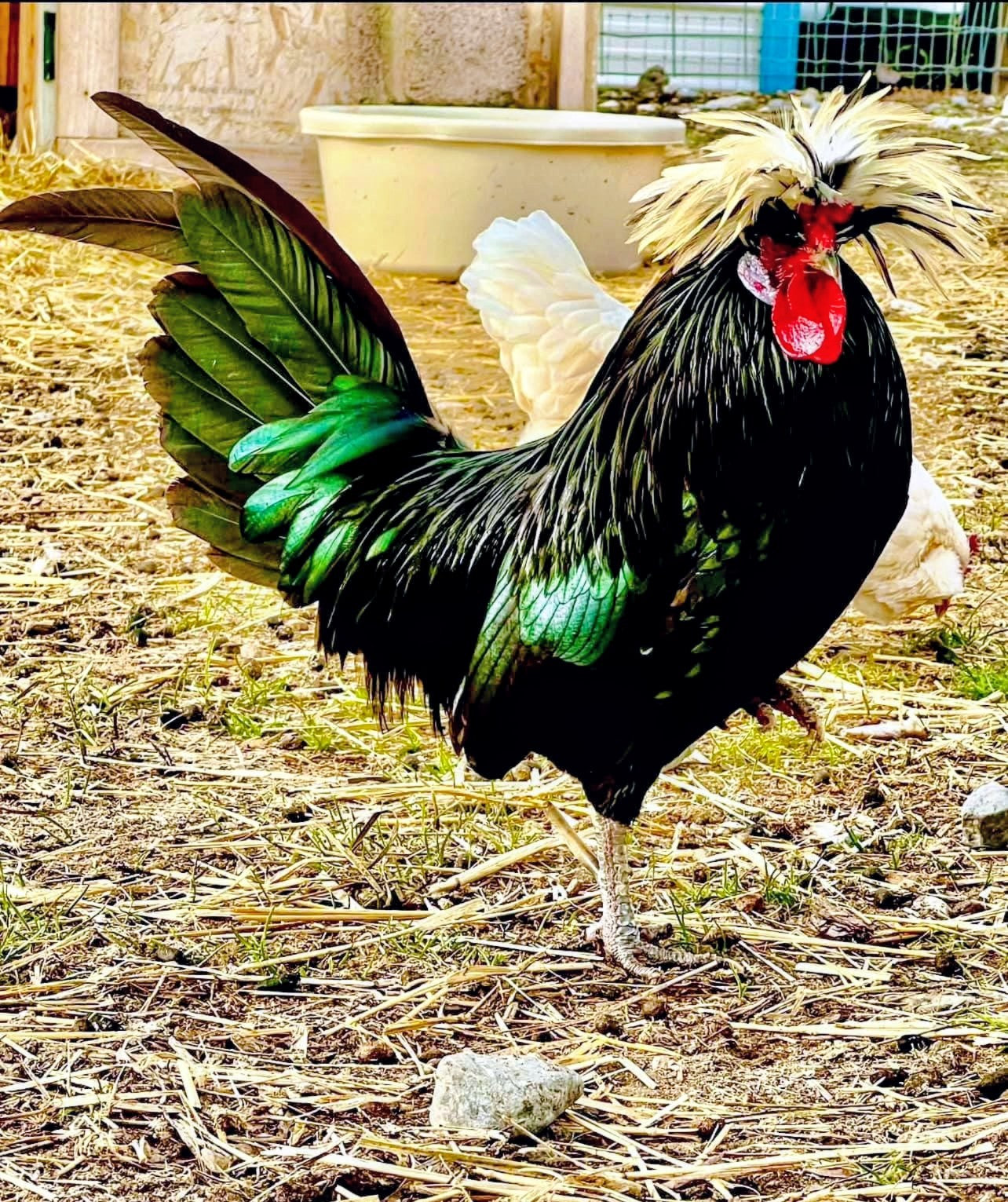 All I Needed To Know About Chickens I Learned From Bob Marley. – Wild ...